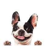 5 Star Dog Training Services in Sevier County - Happy Dog Canine Training