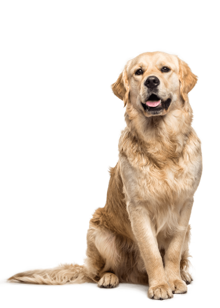 5 Star Dog Training Services in Sevier County - Happy Dog Canine Training
